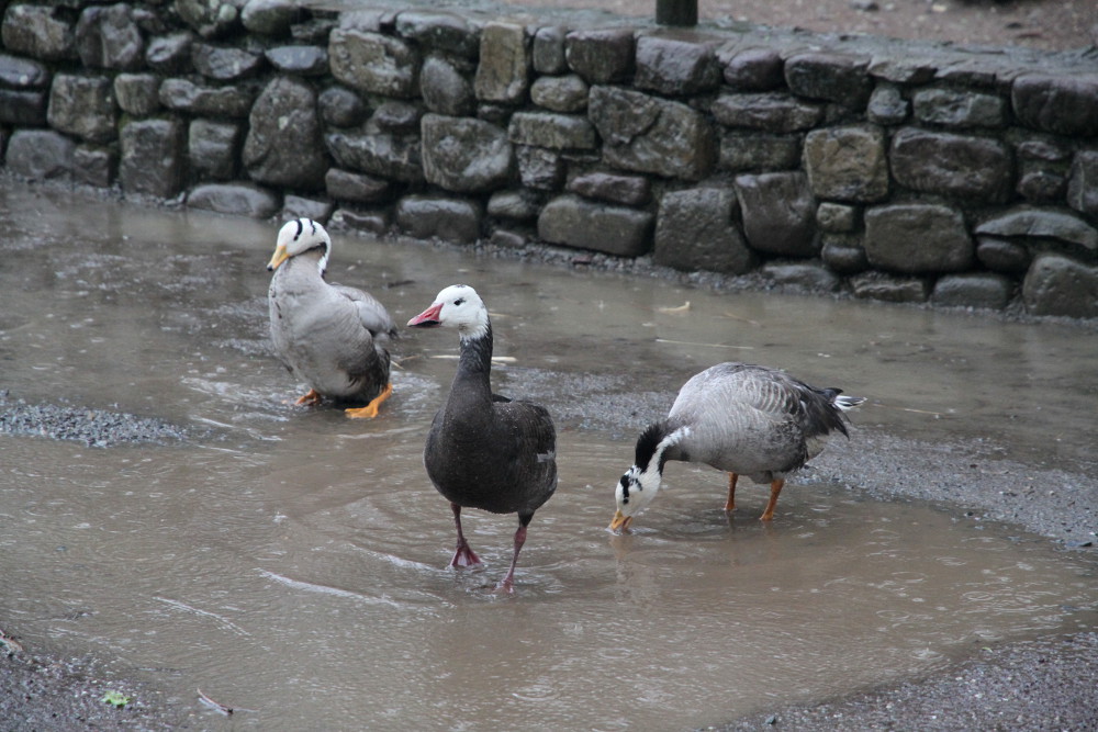 Fota Wildlife Park | ticket prices and opening hours information | map