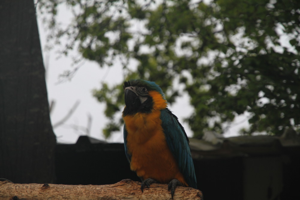 Fota Wildlife Park | ticket prices and opening hours information | map