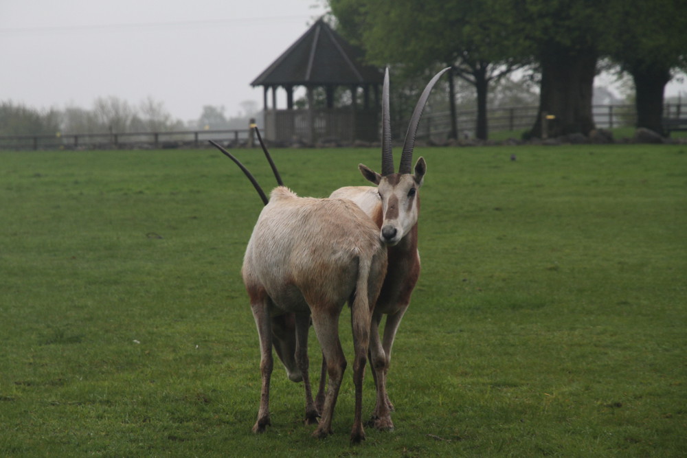 Fota Wildlife Park | ticket prices and opening hours information | map