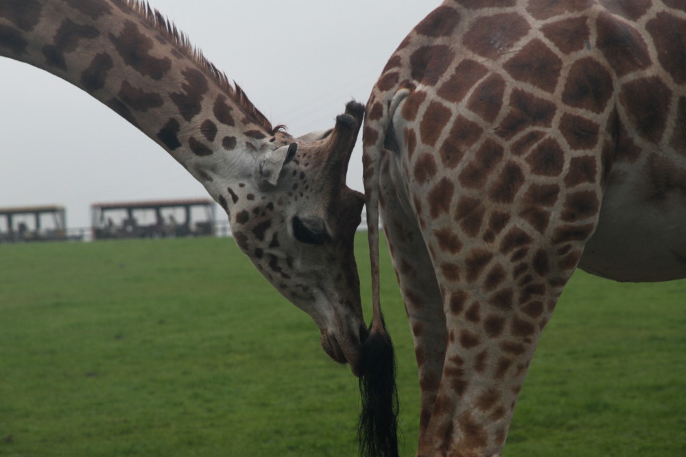Fota Wildlife Park | ticket prices and opening hours information | map