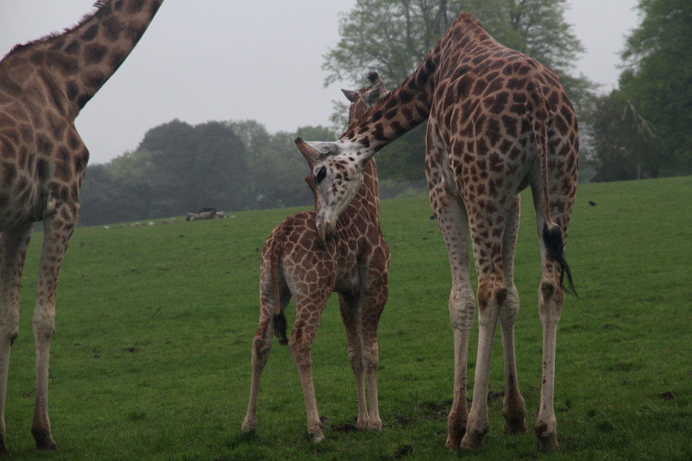 Fota Wildlife Park | ticket prices and opening hours information | map
