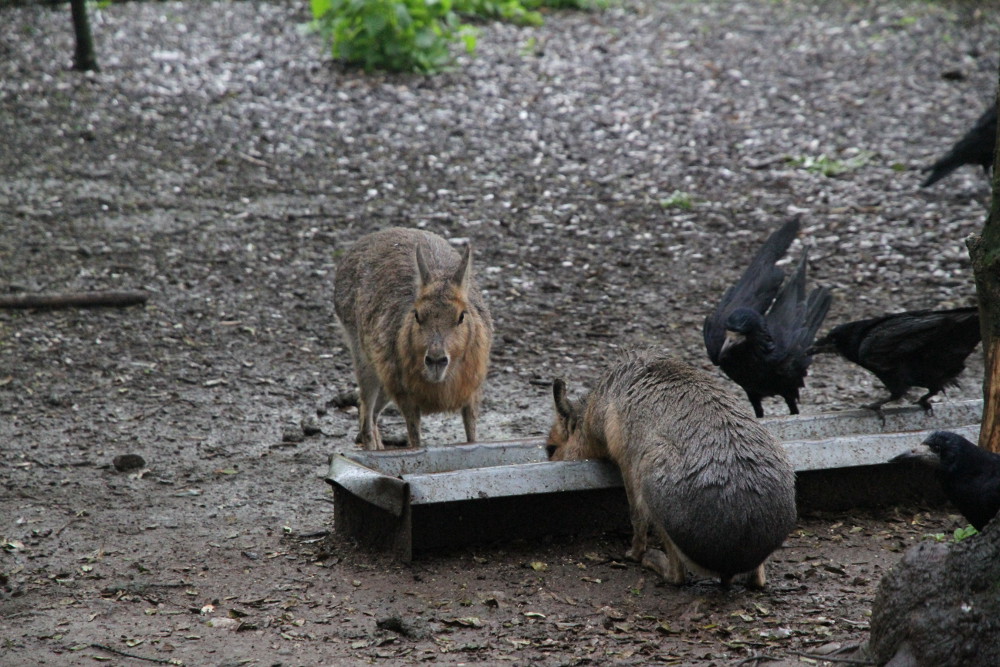 Fota Wildlife Park | ticket prices and opening hours information | map