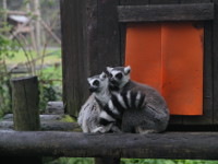 Fota Wildlife Park | ticket prices and opening hours information | map